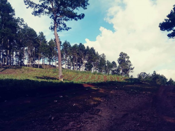 “La Visite” park illustrates the open war against forests in Haiti
